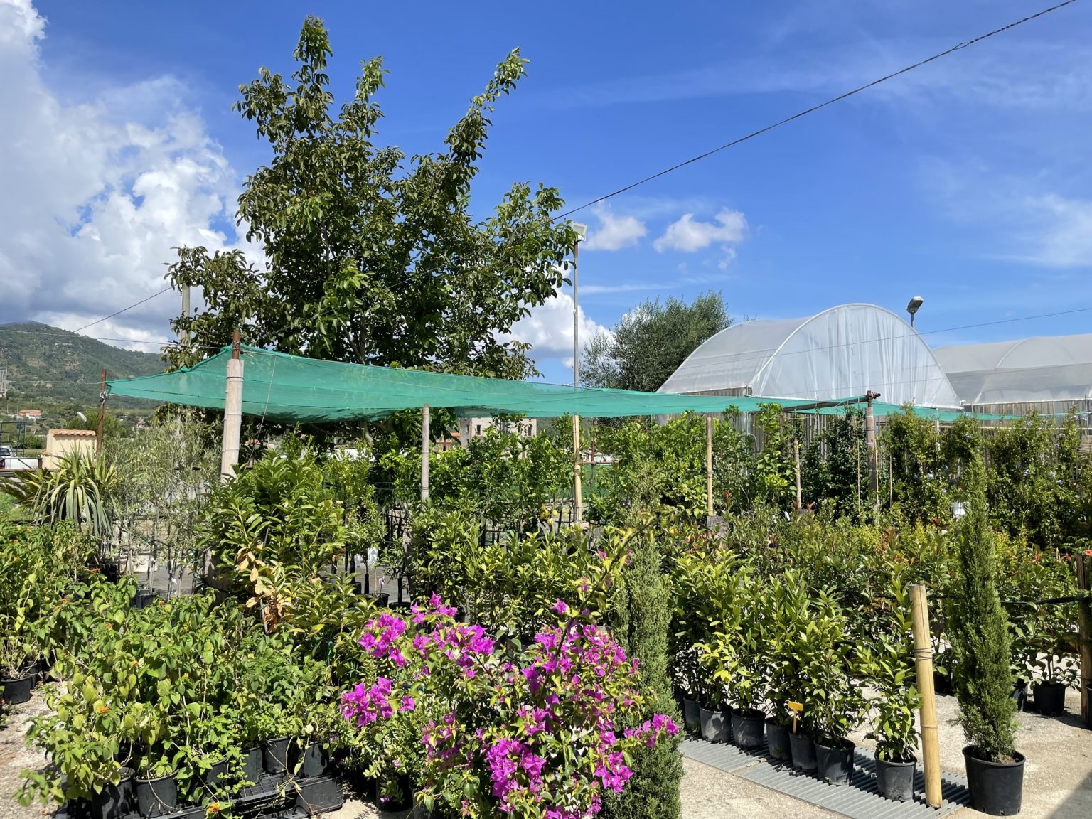 Vivaio Piante e Fiori Garden Center Oggettistica Casal Velino (Salerno ...